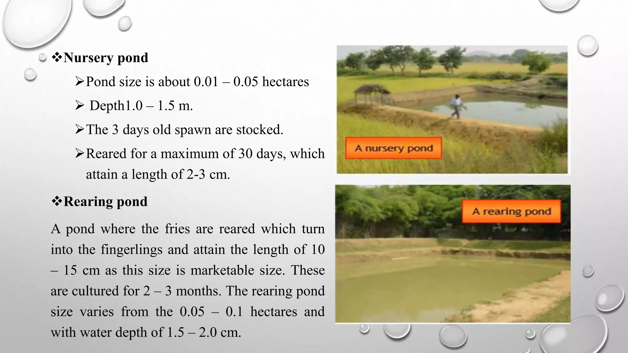 Pond Design And Construction System In An Aqua Farm. | PPTX