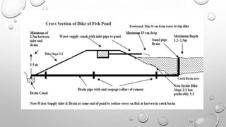 Pond Design And Construction System In An Aqua Farm. | PPTX
