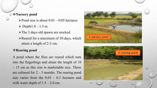 Pond Design And Construction System In An Aqua Farm. | PPTX