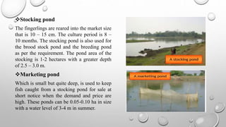 Pond Design And Construction System In An Aqua Farm. | PPTX