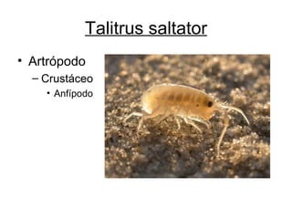 Talitrus saltator | PPT