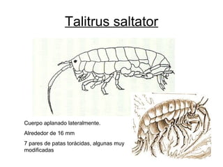 Talitrus saltator | PPT
