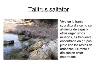 Talitrus saltator | PPT
