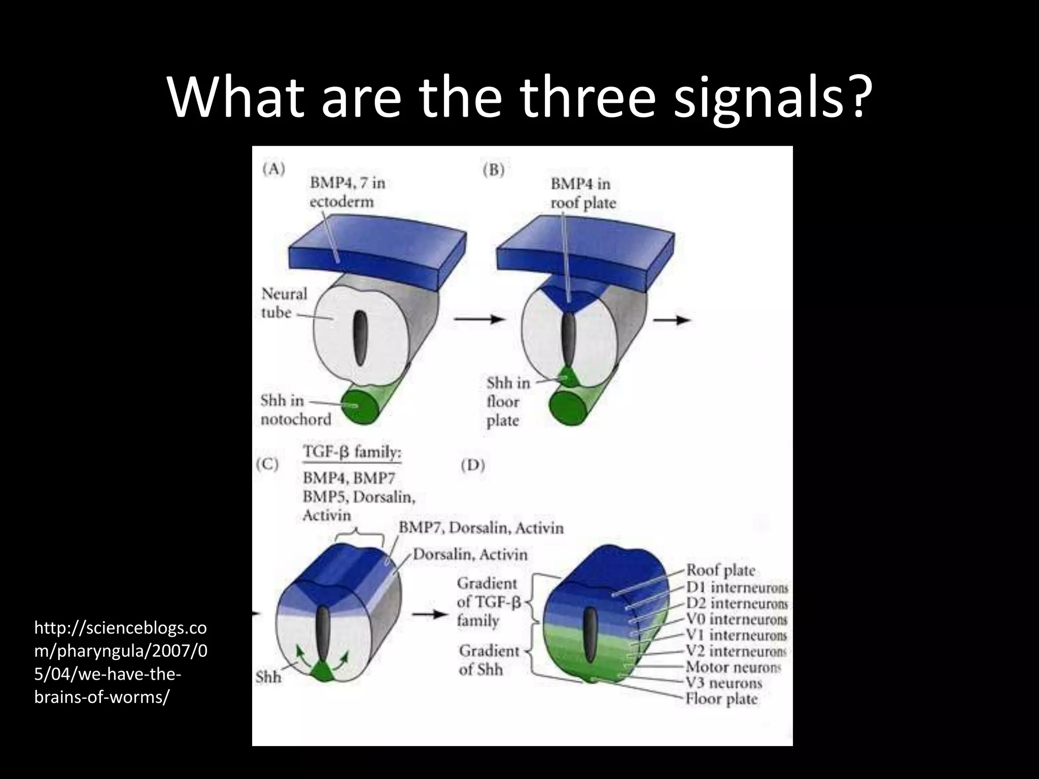 Dorso-Ventral Patterning of the brain - Neural tube patterning | PPT