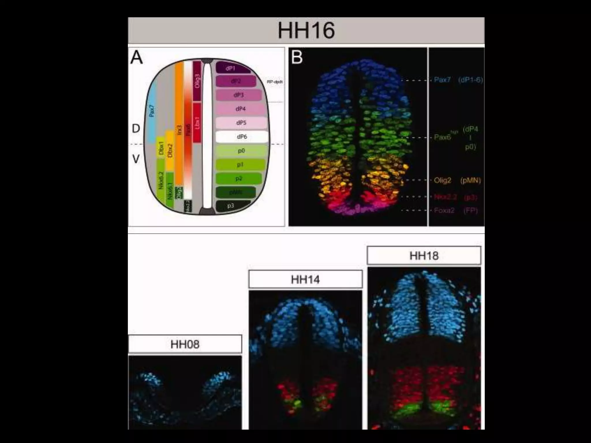 Dorso-Ventral Patterning of the brain - Neural tube patterning | PPT