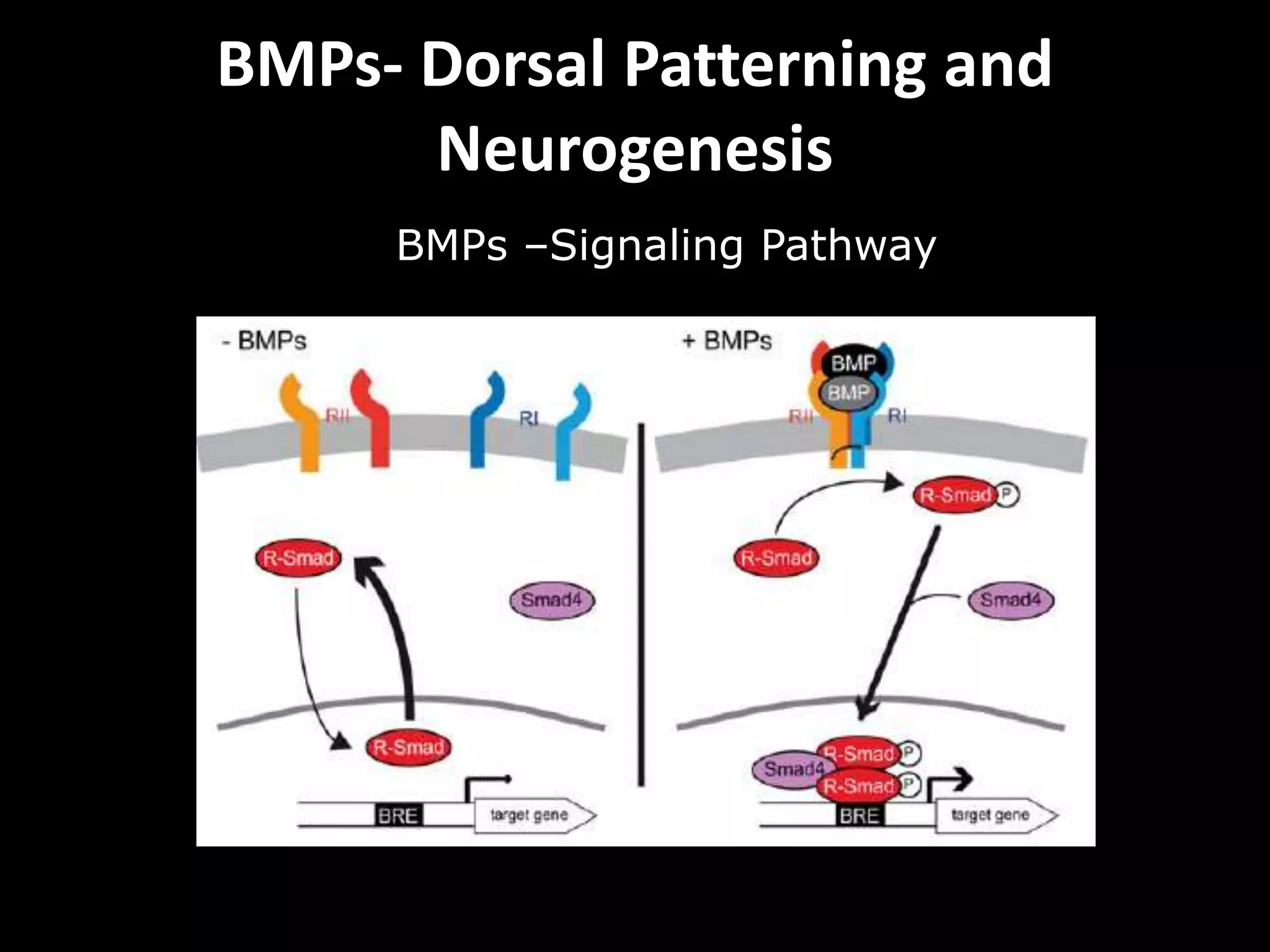 Dorso-Ventral Patterning of the brain - Neural tube patterning | PPT
