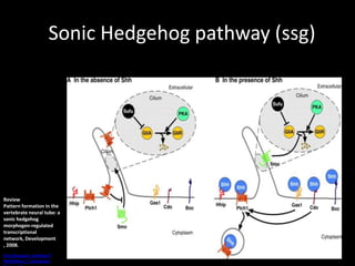 Dorso-Ventral Patterning of the brain - Neural tube patterning | PPT