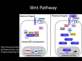Dorso-Ventral Patterning of the brain - Neural tube patterning | PPT