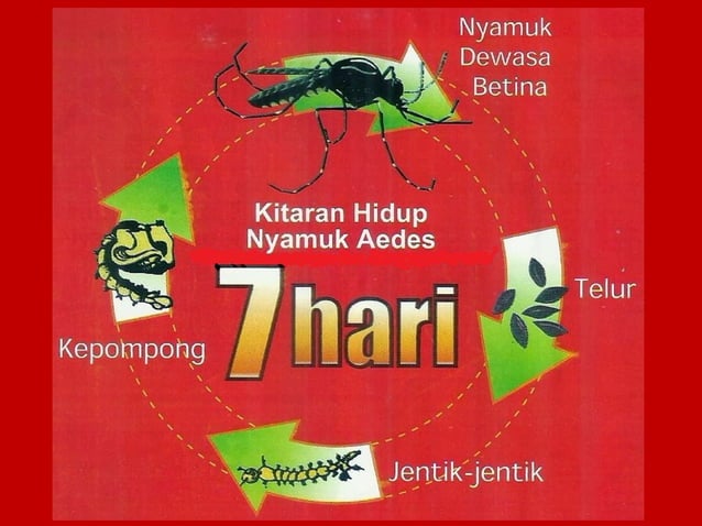 Ceramah Pencegahan Demam Denggi | PPT