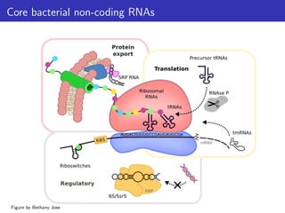 Does RNA avoidance dictate protein expression level? | PPT