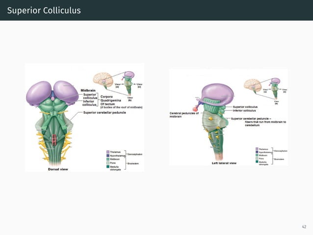 Neural fields, a cognitive approach | PPT