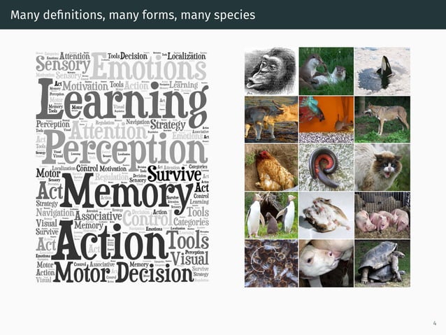 Neural fields, a cognitive approach | PPT