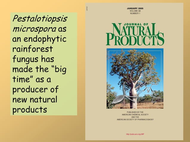 Endophytes Identification: morphological methods | PPT