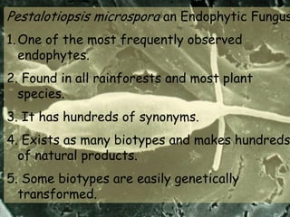 Endophytes Identification: morphological methods | PPT | Free Download