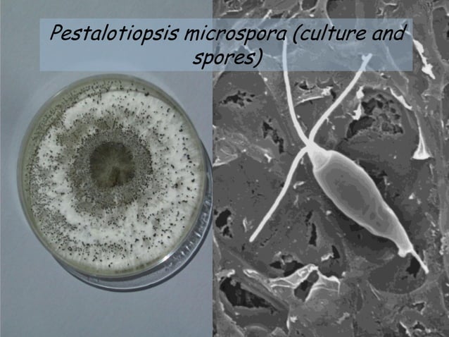 Endophytes Identification: morphological methods | PPT