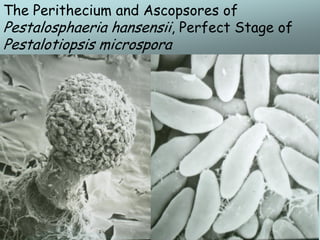 Endophytes Identification: morphological methods | PPT | Free Download