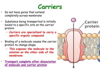 SoluteTransport.ppt