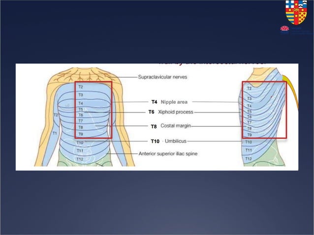 Serratus Anterior Plane Block | PPT