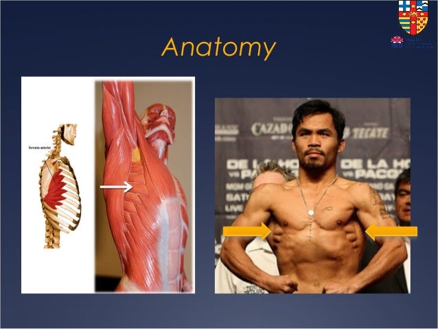 Serratus Anterior Boxer