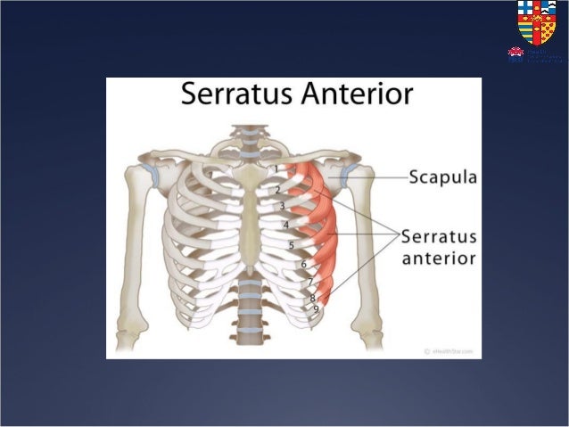 Serratus Anterior Plane Block