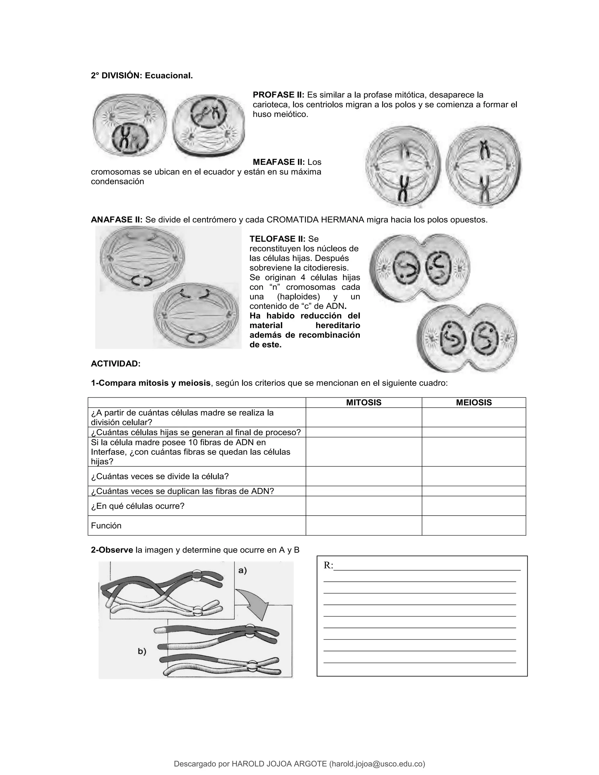 Hoja De Trabajo De La Mitosis: Fases Del Ciclo Celular