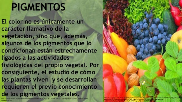 Xantofilas Estructura