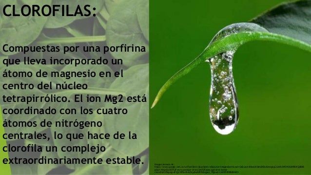 Qu Es La Clorofila Y Dnde Se Ubica La Fotosntesis