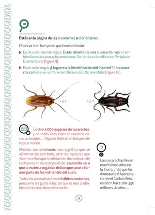 taller de insectos inicial2908563622.pdf