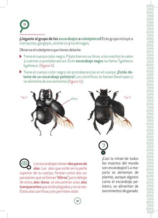 taller de insectos inicial2908563622.pdf