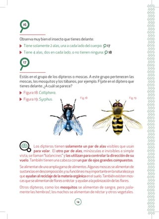 taller de insectos inicial2908563622.pdf