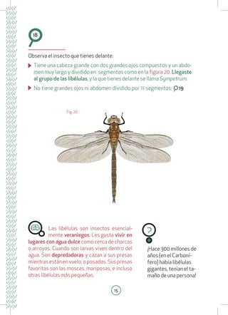 taller de insectos inicial2908563622.pdf