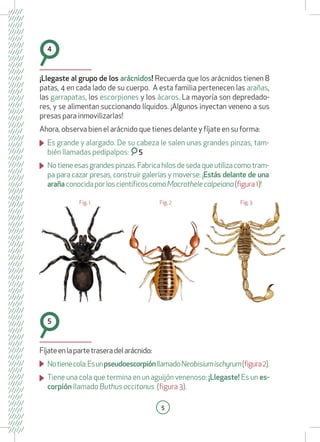 taller de insectos inicial2908563622.pdf