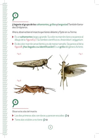 taller de insectos inicial2908563622.pdf