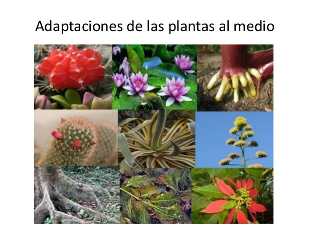 LAS ADAPTACIONES EN PLANTAS Y ANIMALES