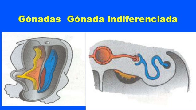 Taller 4 urogenital 2016 2
