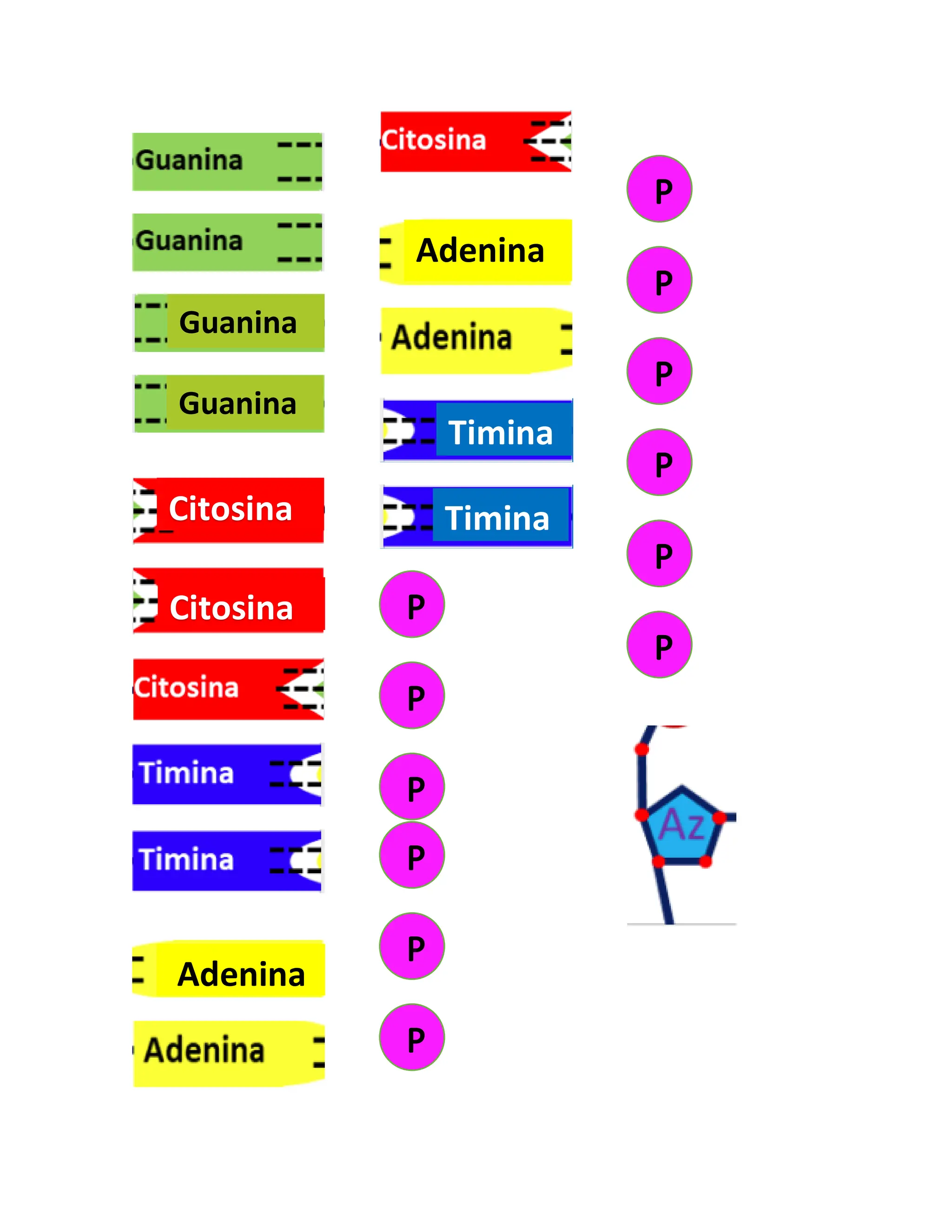taller ADN 1.pdf RECORTA LAS FIGURAS Y LLEVALAS A CLASE | PDF
