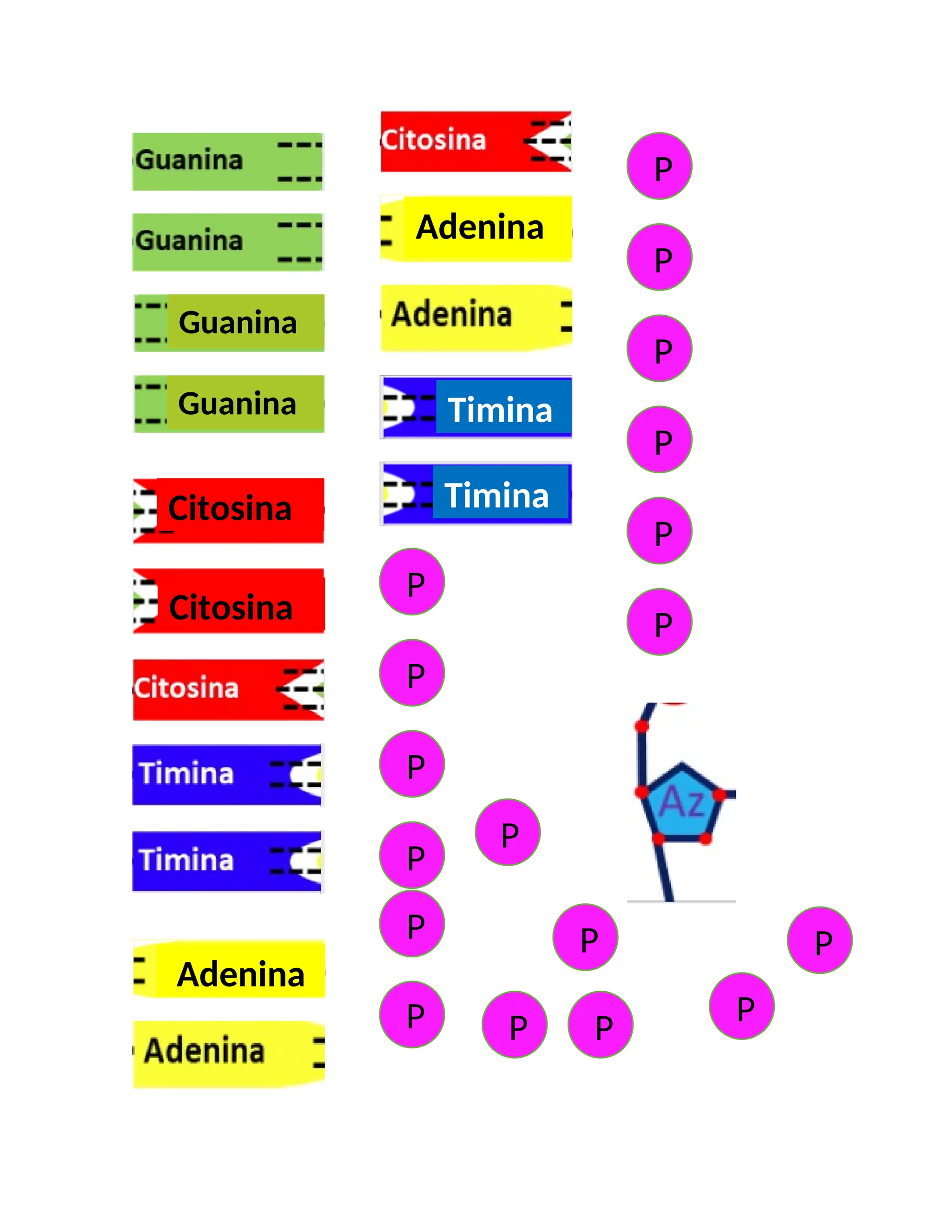 ACTIVIDAD #1 MODELO DE ADN debes recortar y armar la molecula | PDF