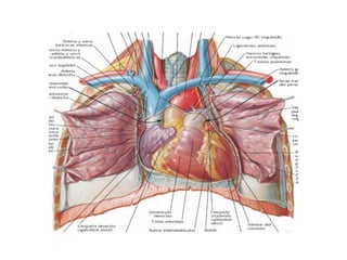 Taller Aparato Cardiovascular y EKG Básico - MOD 1 - CJPL | PDF