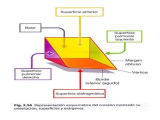 Taller Aparato Cardiovascular y EKG Básico - MOD 1 - CJPL | PDF