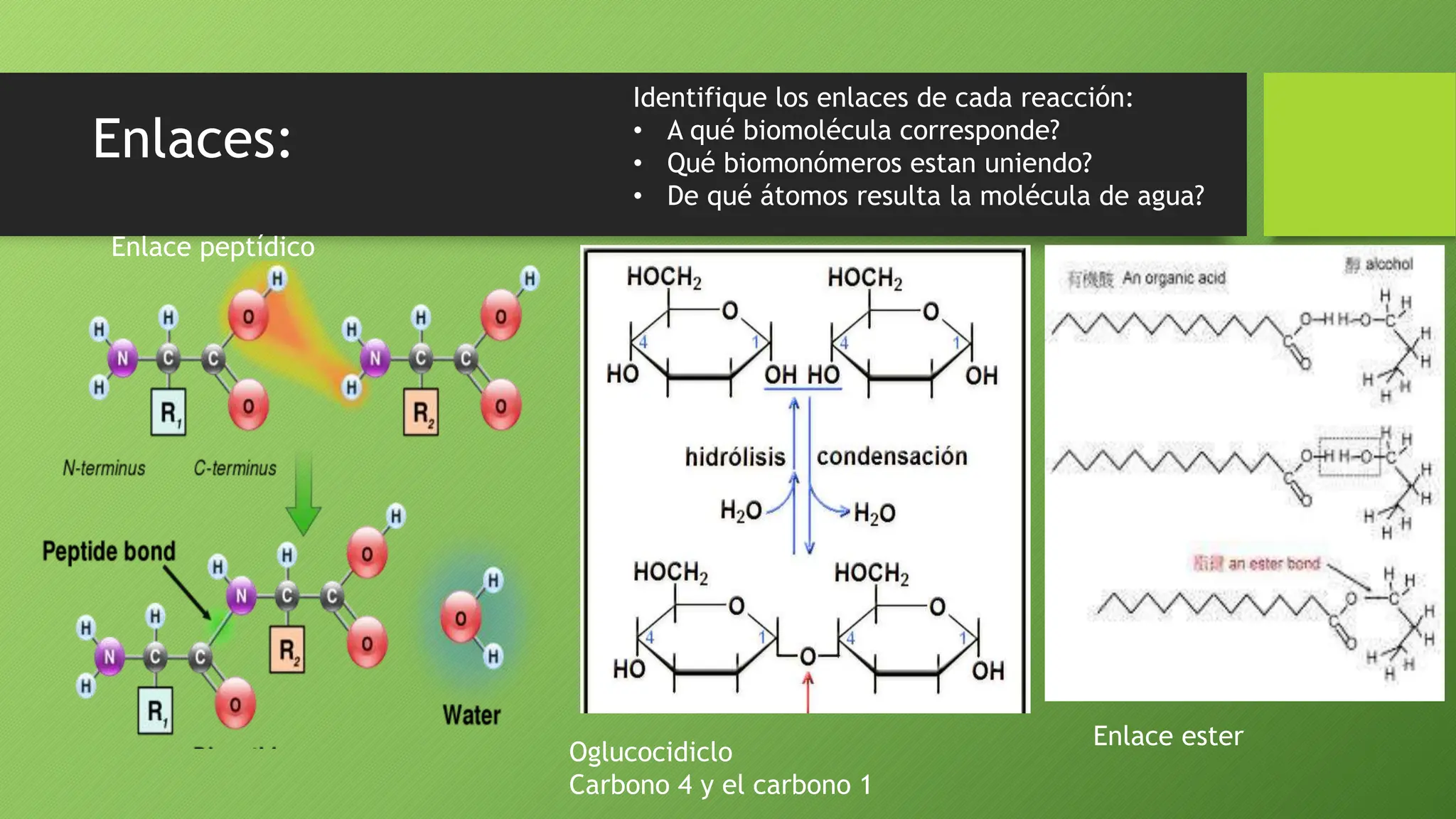 Taller de biomoléculas resuelto..pptx