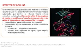 TALLER DE INSULINOTERAPIA 1 - FISIOLOGIA | PPTX