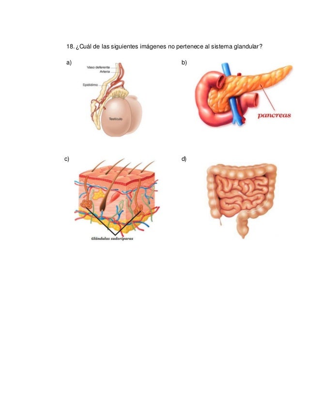 Taller del sistema glandular