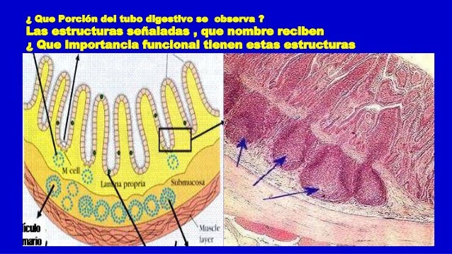 Taller digestivo 2016