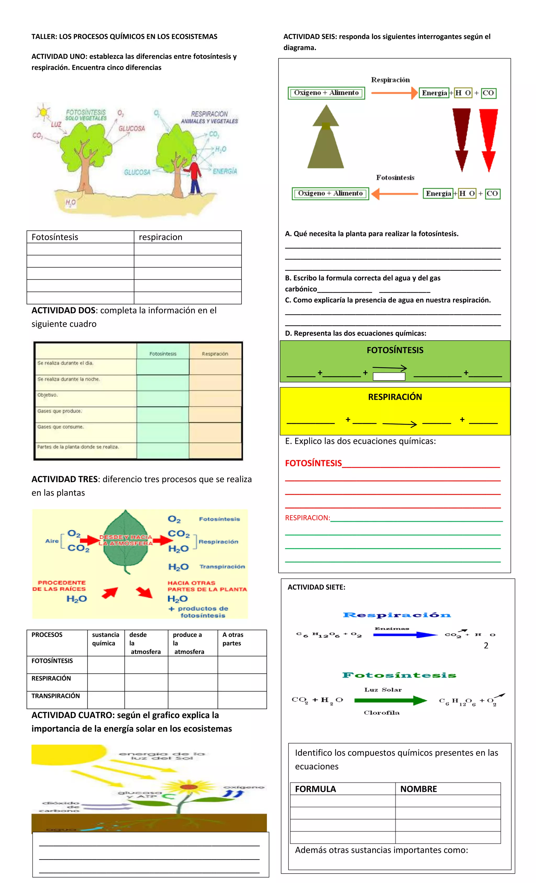 Taller fotosintesis y respiracion | PDF