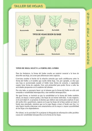 Taller hojas guia_profesor | PDF