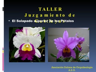 Taller Juzgamiento Cattleyas | PPT
