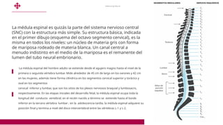 Taller Medula Espinal UNIVERSIDAD CATÓLICA SANTIAGO DE GUAYAQUIL.pptx