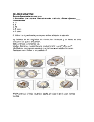 Hoja De Trabajo De La Mitosis: Fases Del Ciclo Celular