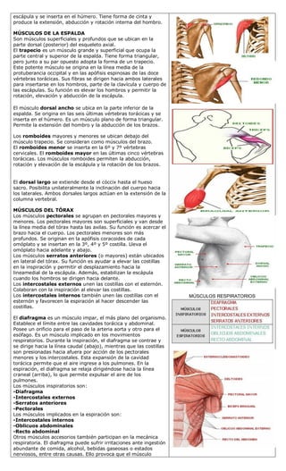 Taller sistema muscular | PDF
