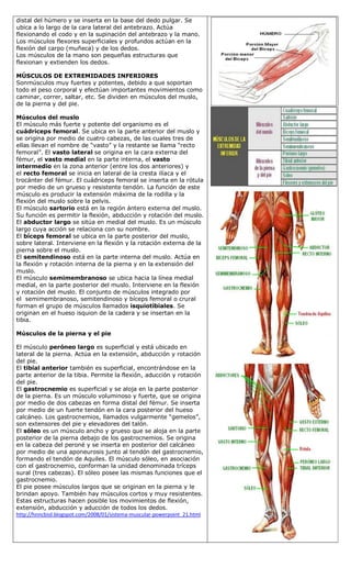 Taller sistema muscular | PDF